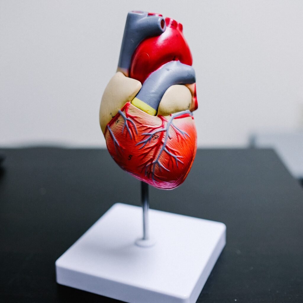 Heart Mitral Valve Replacement - Tissue Valve - $17,500, Zero Wait ...